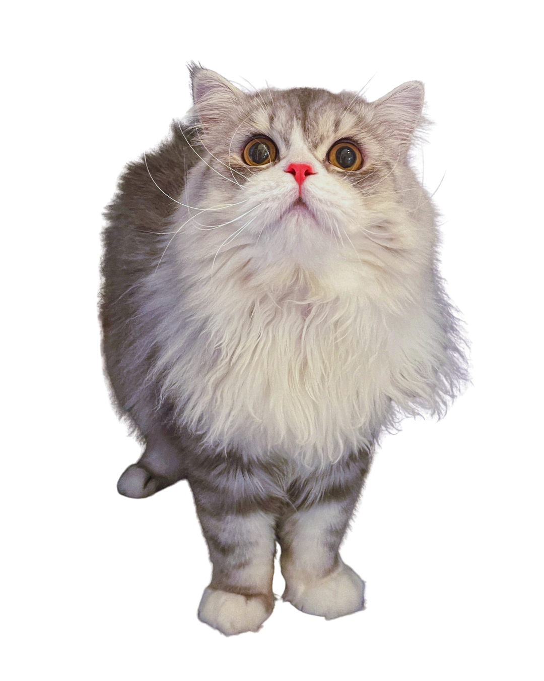 Cat Body Language: What Your Cat’s Tail Means